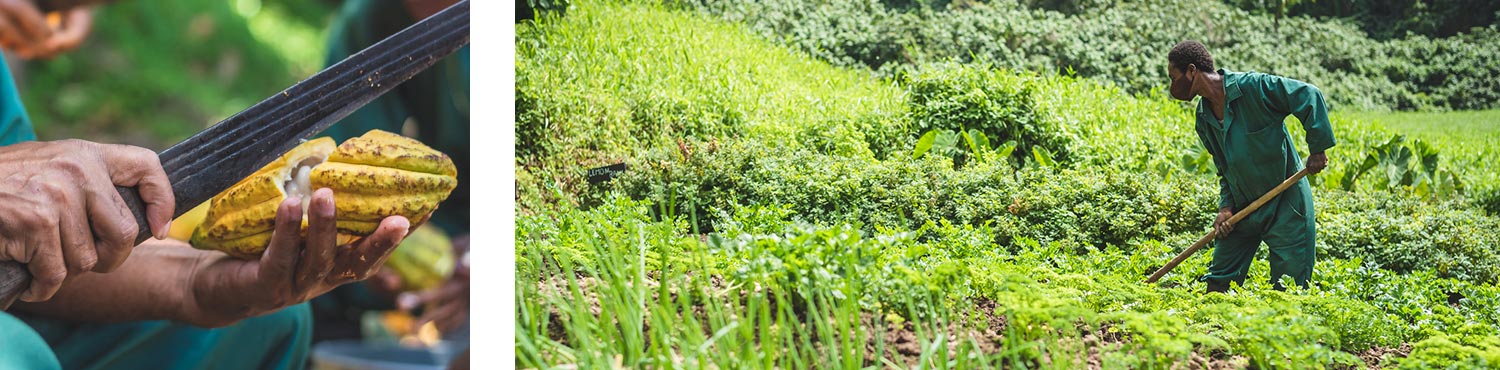 Gentle Farming | Ethics & Sustainability | Hotel Chocolat